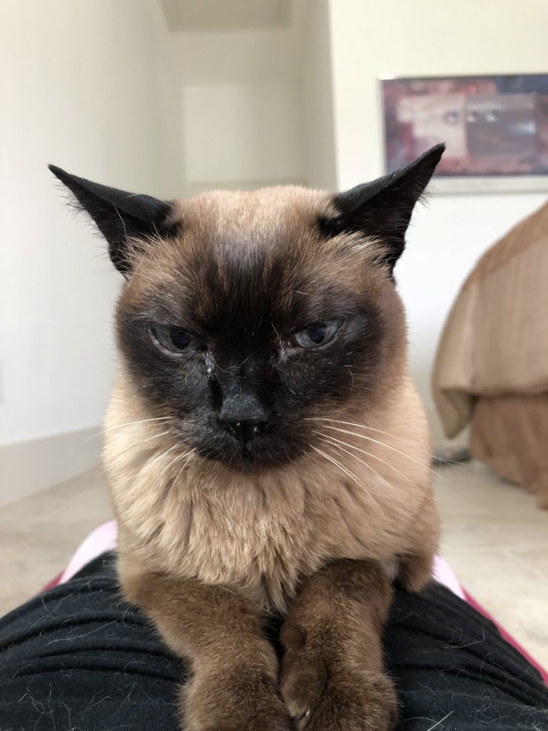 A Tribute To My Cat Hershey | Purrrfectly Holistic...a Boutique for ...