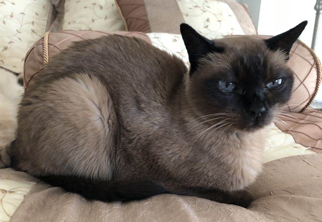 A Tribute To My Cat Hershey | Purrrfectly Holistic...a Boutique for ...