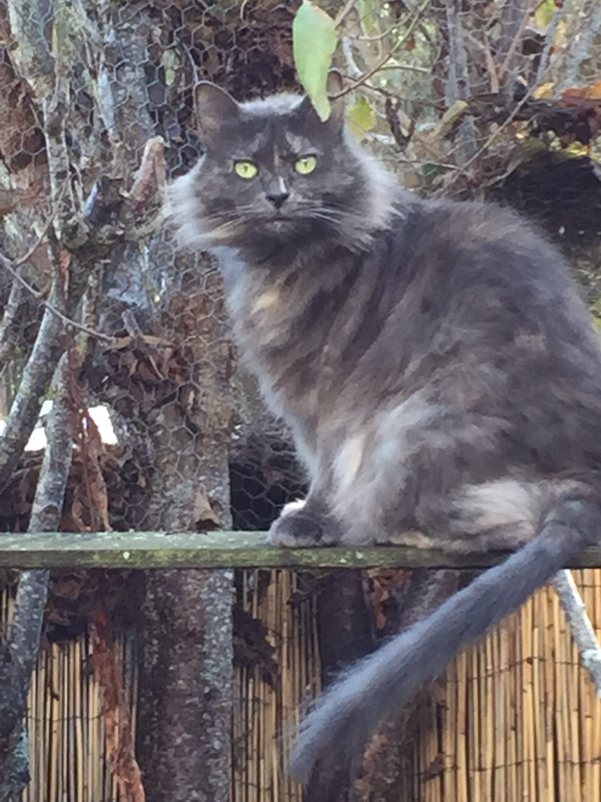 From Allergic Dermatitis to Healthy: Maggie's Transformation ...