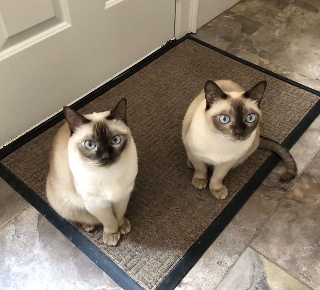 A Tribute to Rocket - Purrrfectly Holistic...a Boutique for Cats ...