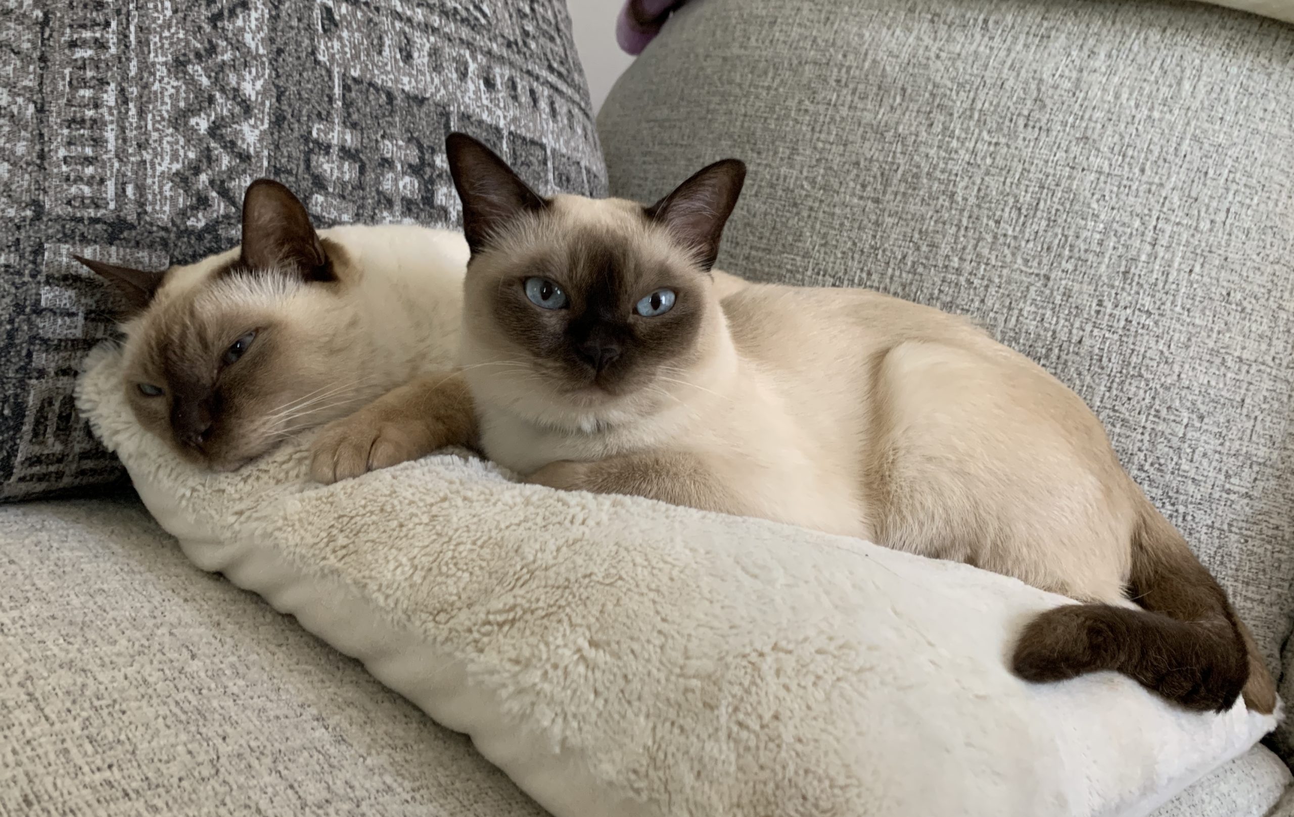 The Presence Of Shadow Energy | Purrrfectly Holistic Purrrfectly Holistic