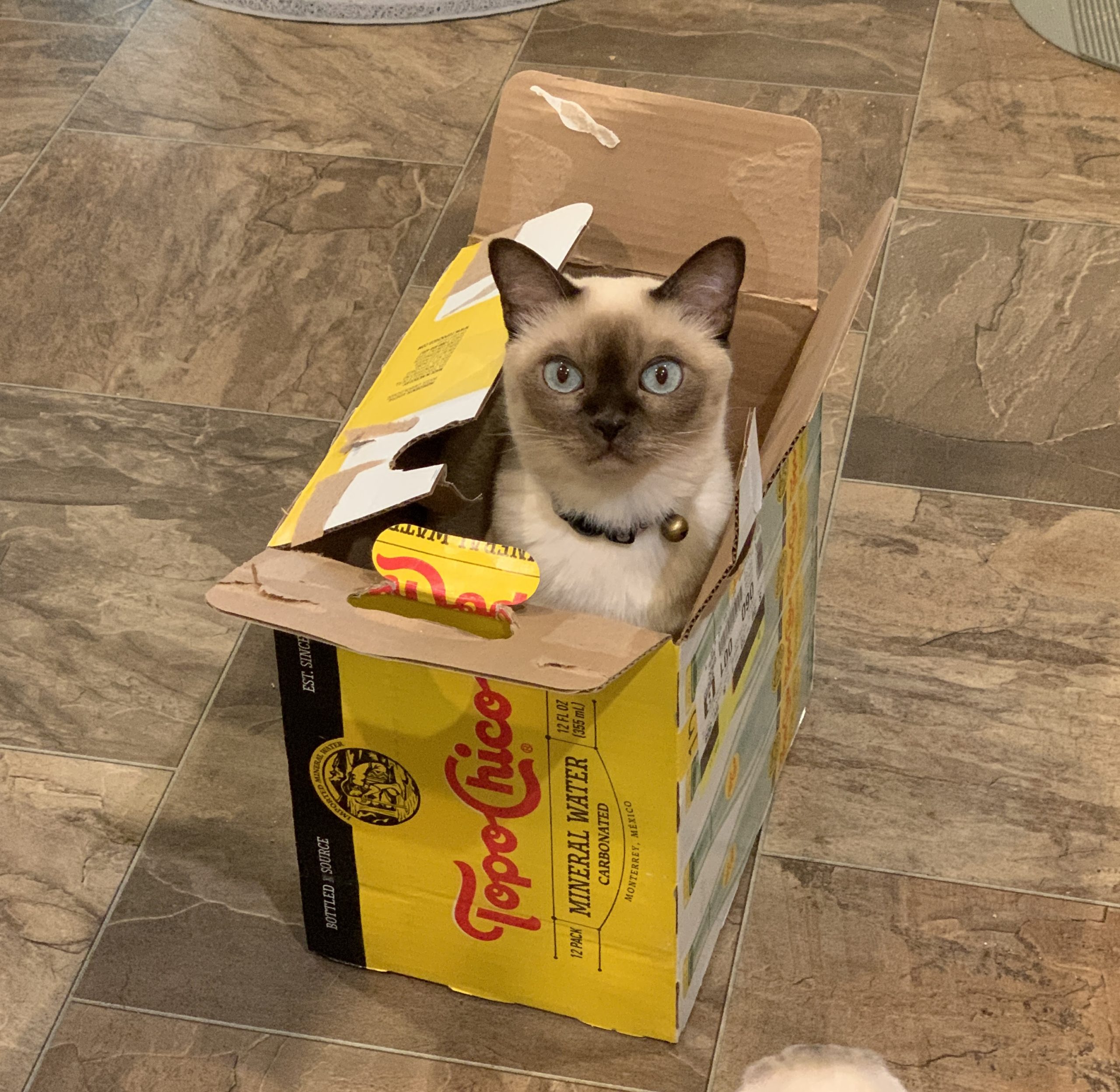 A Conversation With Aylen | Purrrfectly Holistic Purrrfectly Holistic