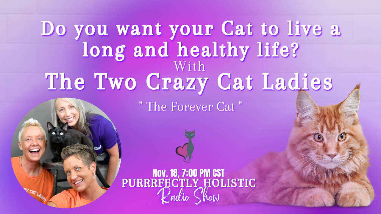 Creating health and longevity in your "Forever Cat" | Purrrfectly ...